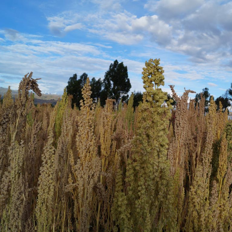 Quinoa (Chenopodium quinoa) - El Oro de Los Andes Alimentación Ecológica