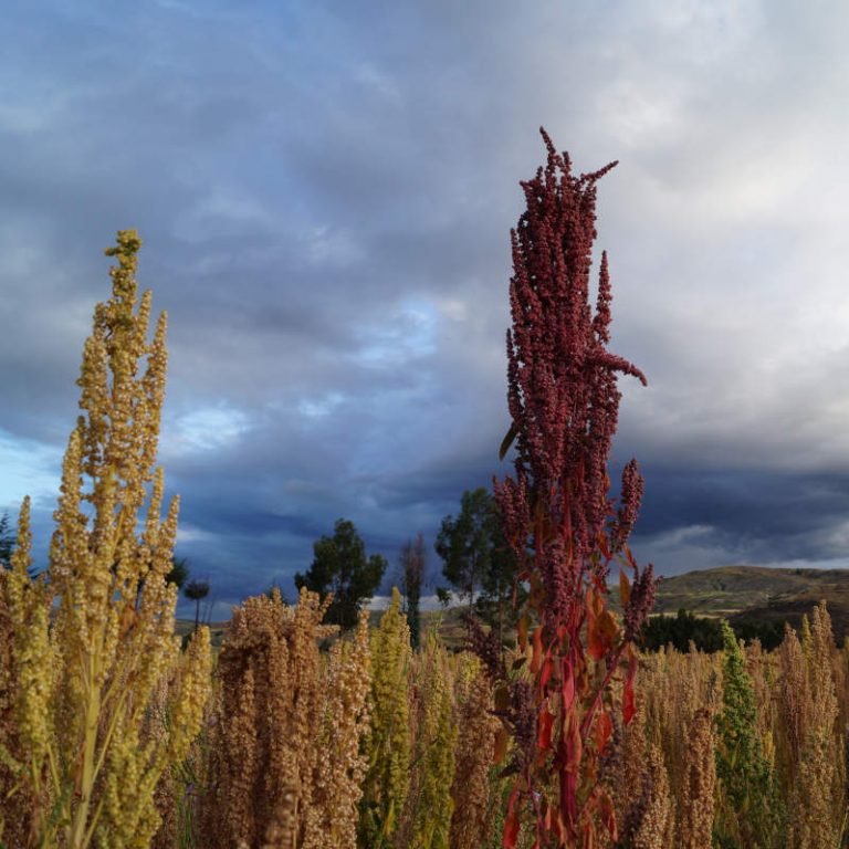 Quinoa (Chenopodium quinoa) - El Oro de Los Andes Alimentación Ecológica