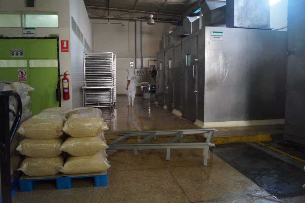 Quinoa (Chenopodium quinoa) - El Oro de Los Andes Alimentación Ecológica