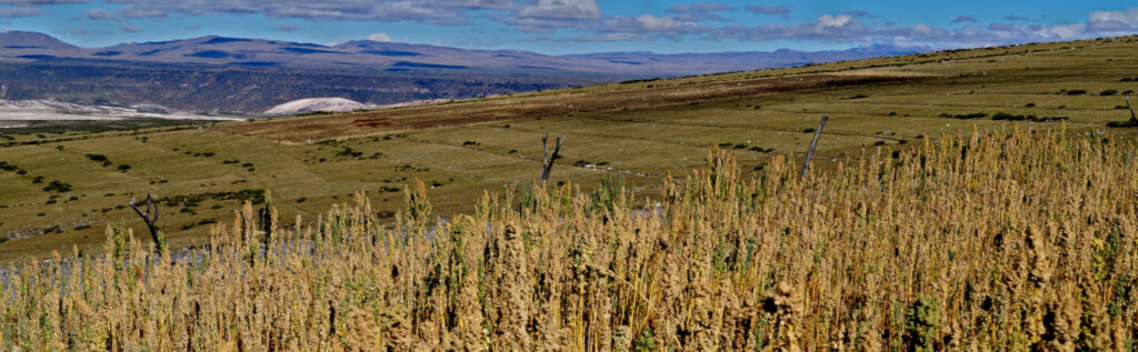 Quinoa (Chenopodium quinoa) - El Oro de Los Andes Alimentación Ecológica